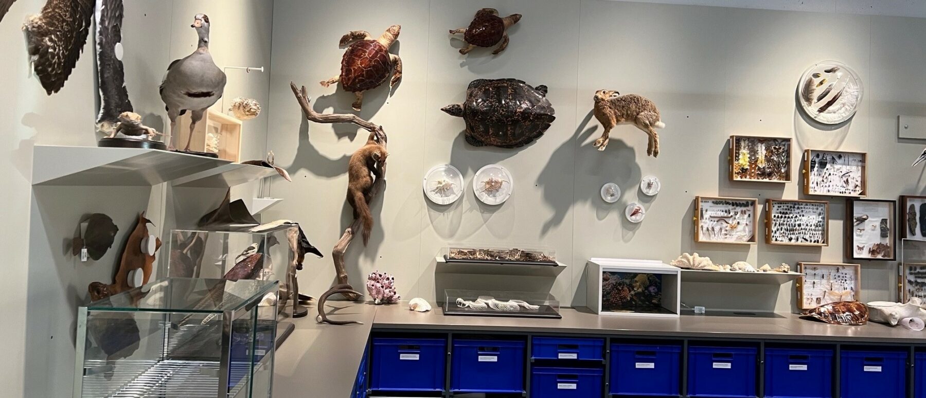 Naturalis Leiden - LSadviseurs